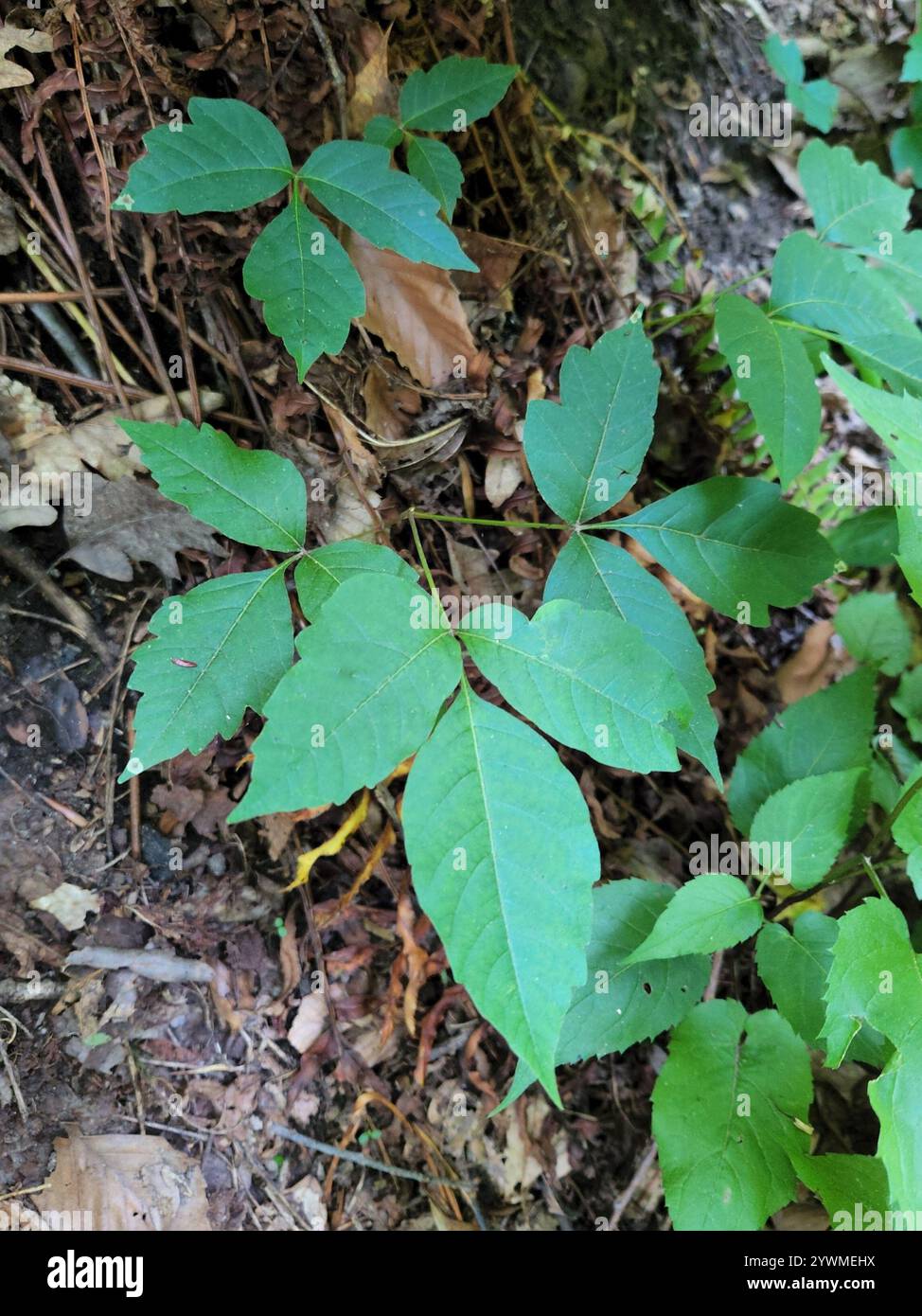 eastern poison ivy (Toxicodendron radicans Stock Photo - Alamy