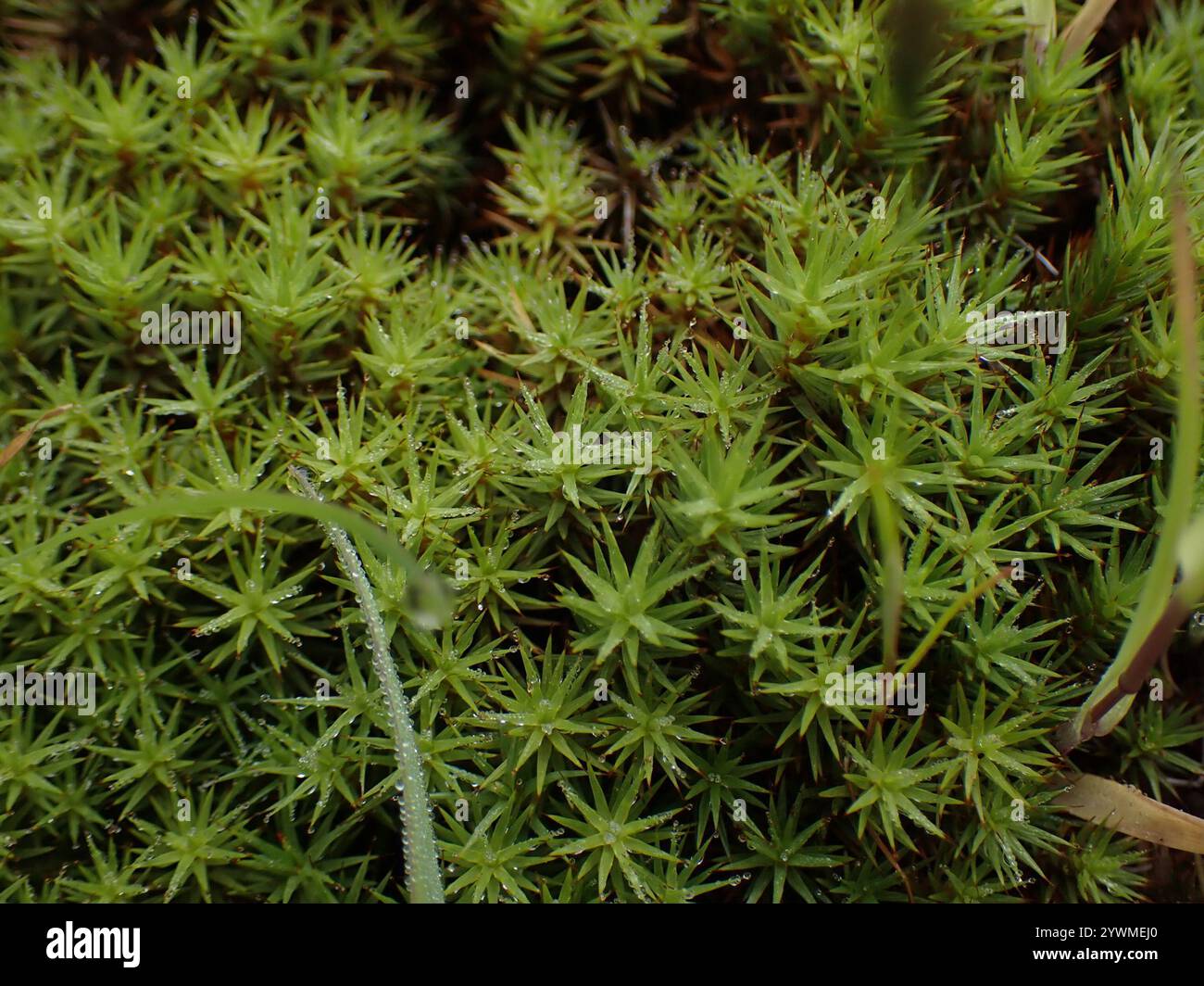 juniper haircap moss (Polytrichum juniperinum Stock Photo - Alamy