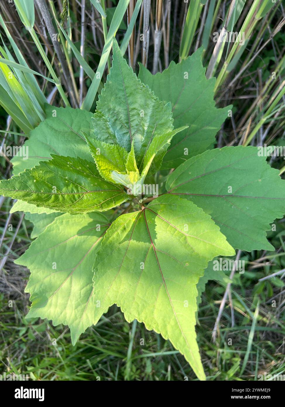 swamp rose mallow (Hibiscus moscheutos Stock Photo - Alamy