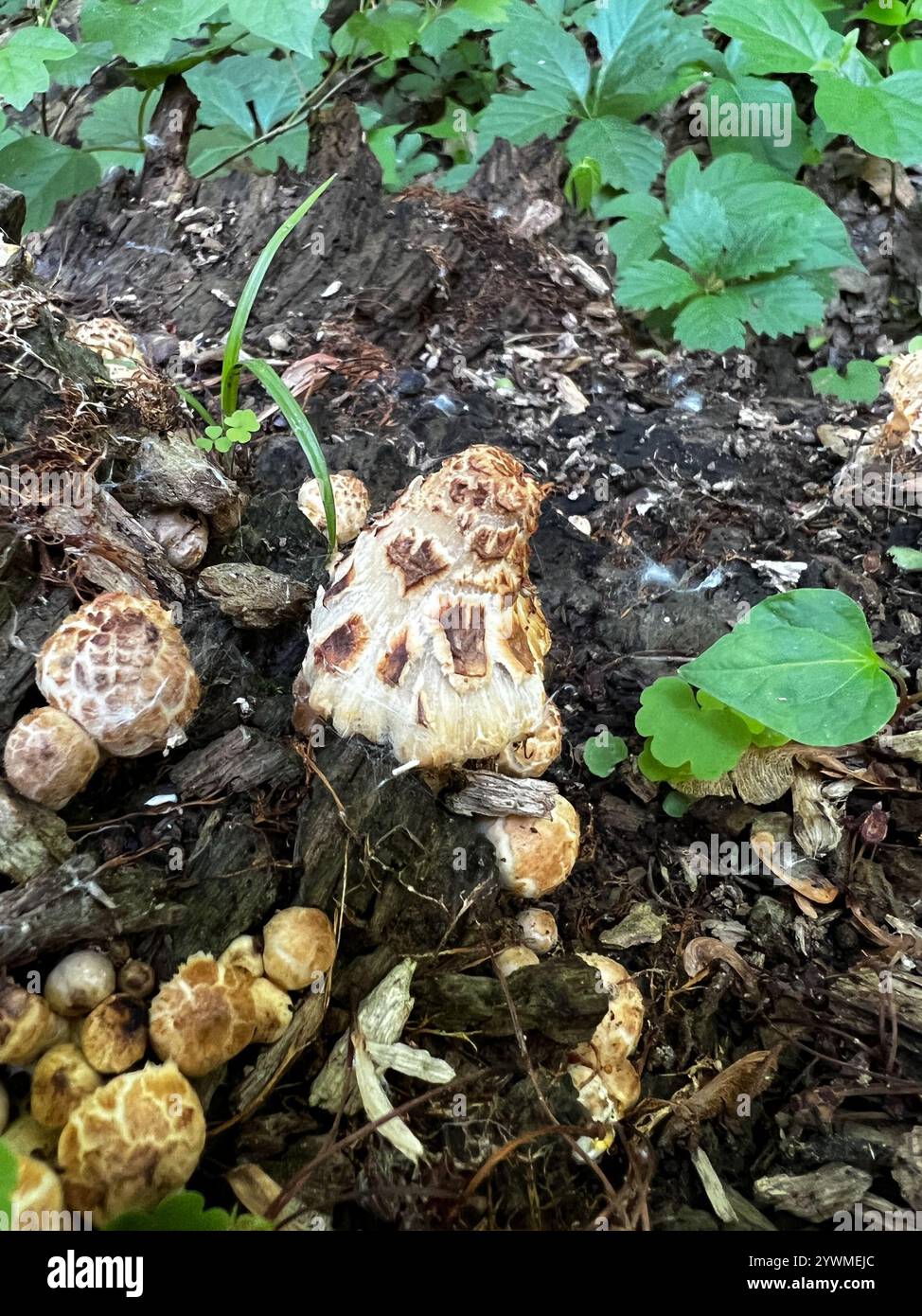 scaly ink cap (Coprinopsis variegata Stock Photo - Alamy