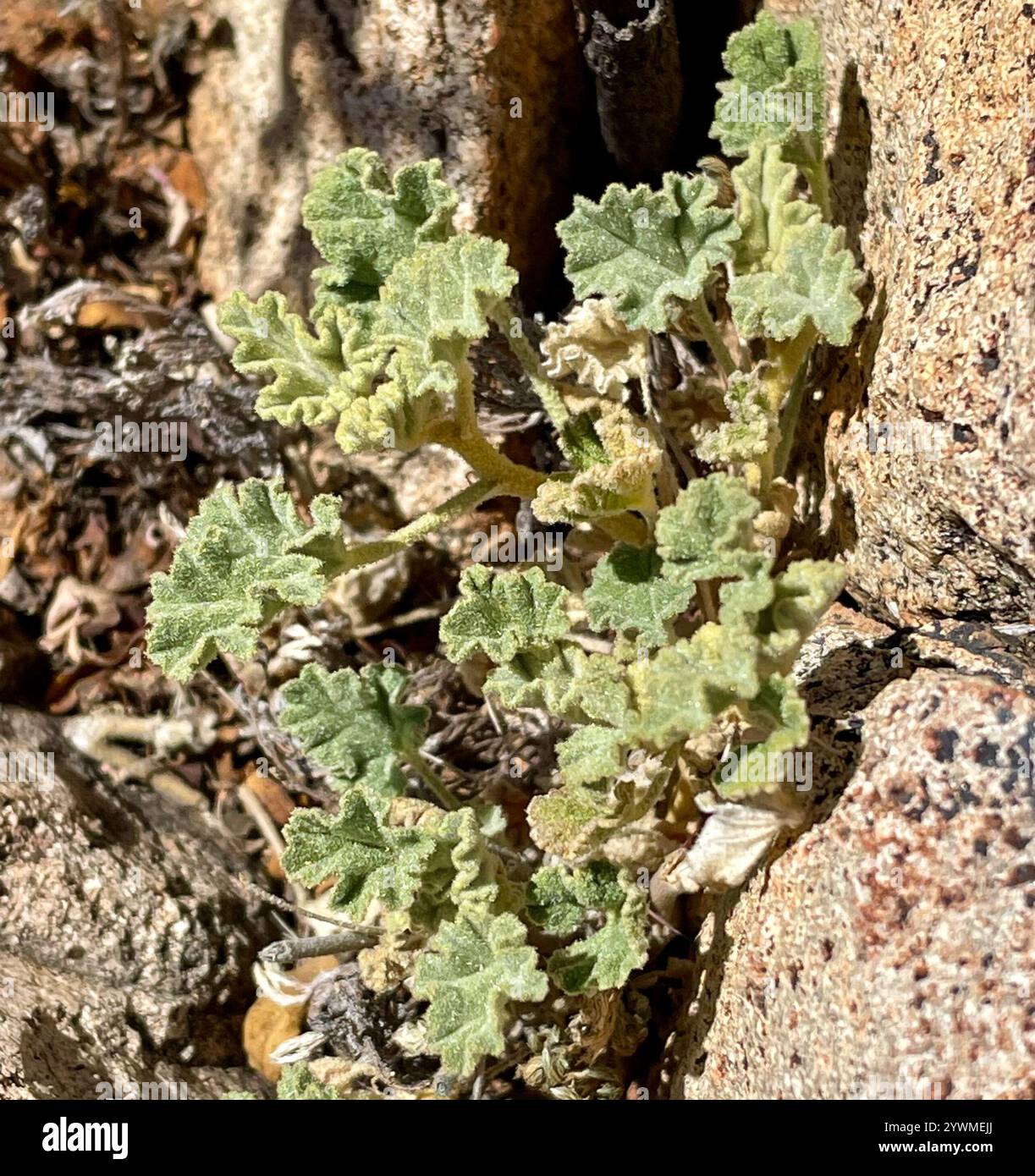 apricot mallow (Sphaeralcea ambigua Stock Photo - Alamy
