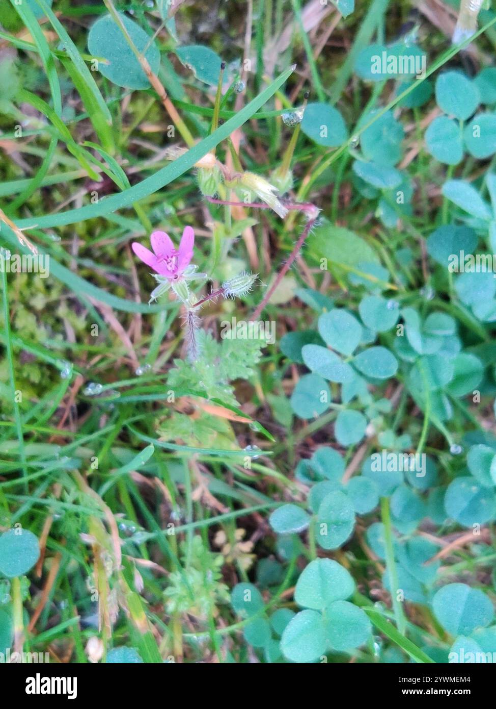 Redstem Stork's-bill (Erodium cicutarium Stock Photo - Alamy