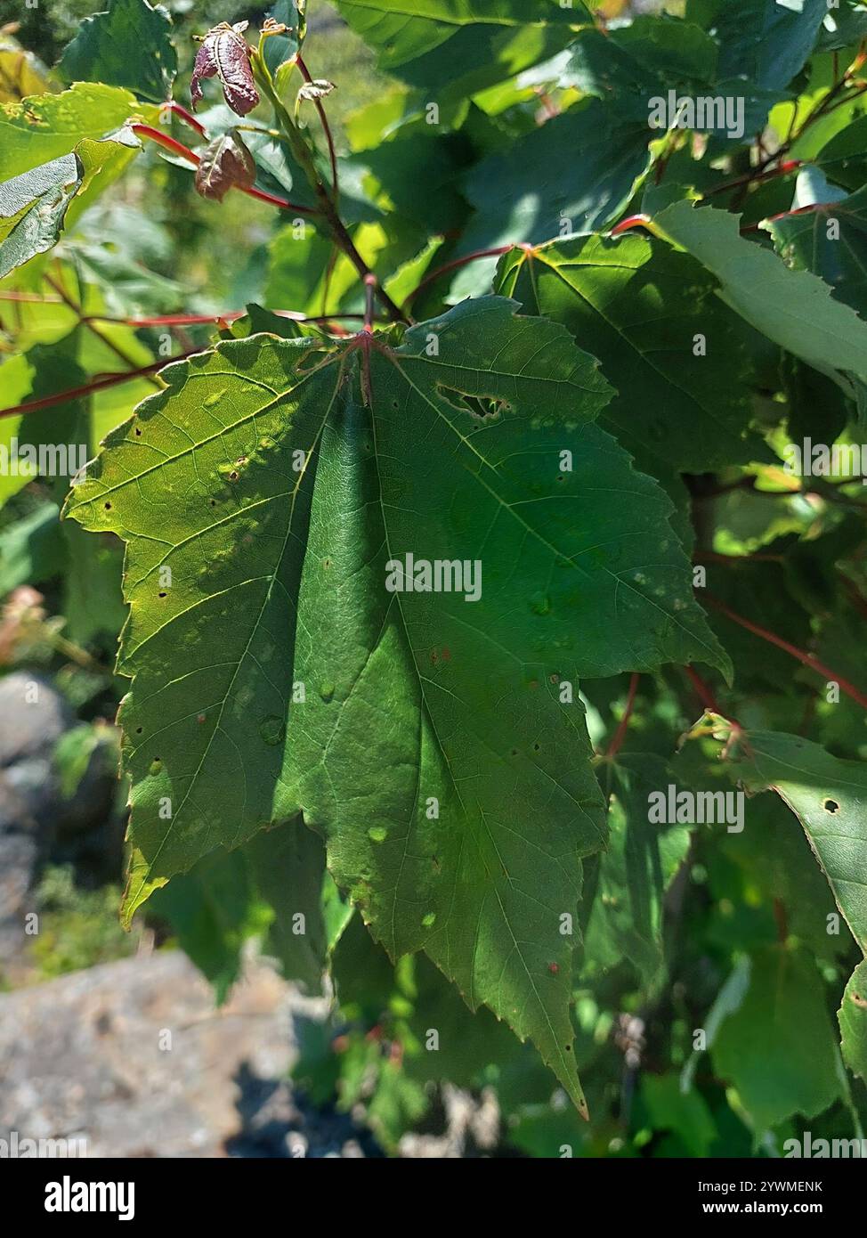 red maple (Acer rubrum Stock Photo - Alamy