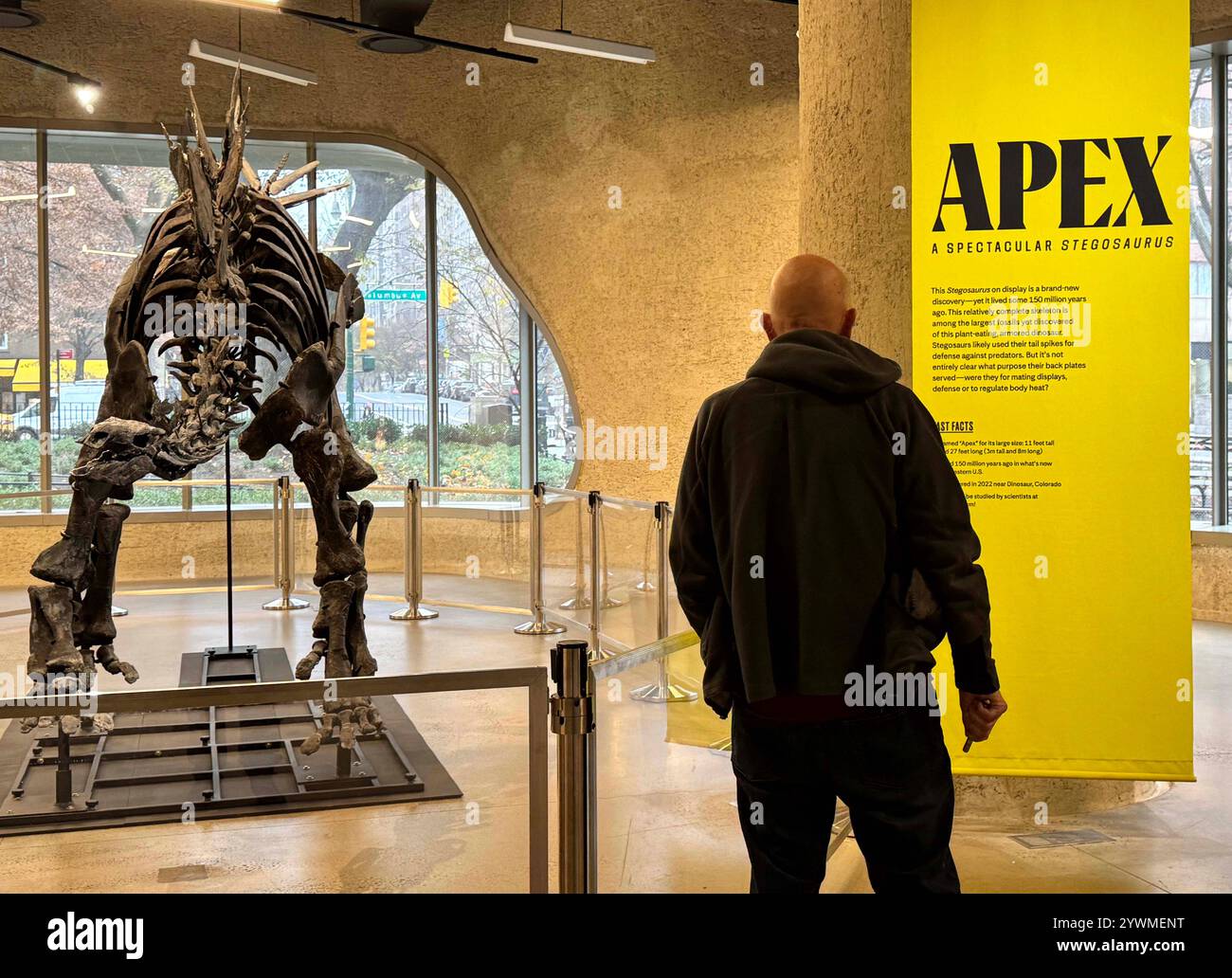 New York, New York, USA. 10th Dec, 2024. A view of the Apex Stegosaurus ...