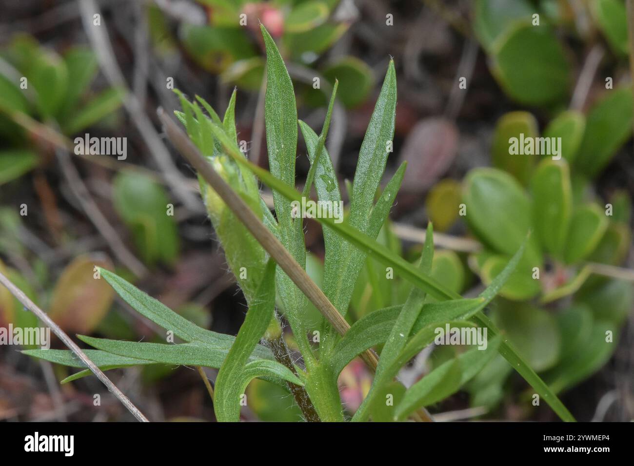 Cutleaf Anemone (Anemone multifida Stock Photo - Alamy