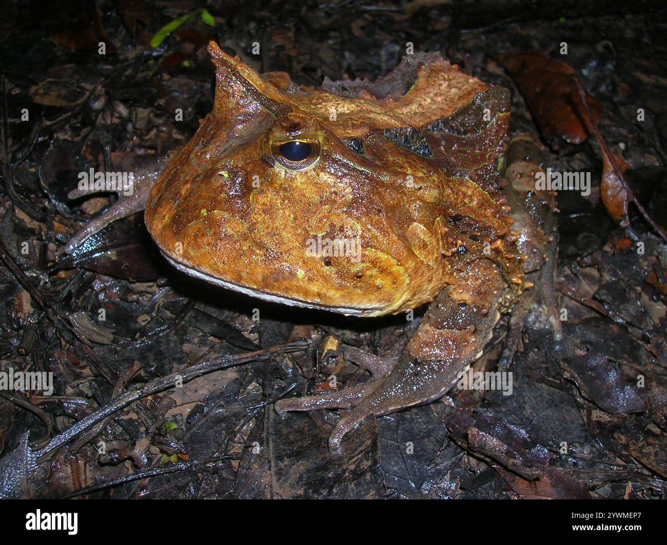 Amazonian Horned Frog (Ceratophrys cornuta Stock Photo - Alamy