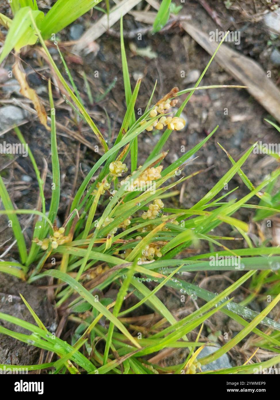golden sedge (Carex aurea Stock Photo - Alamy