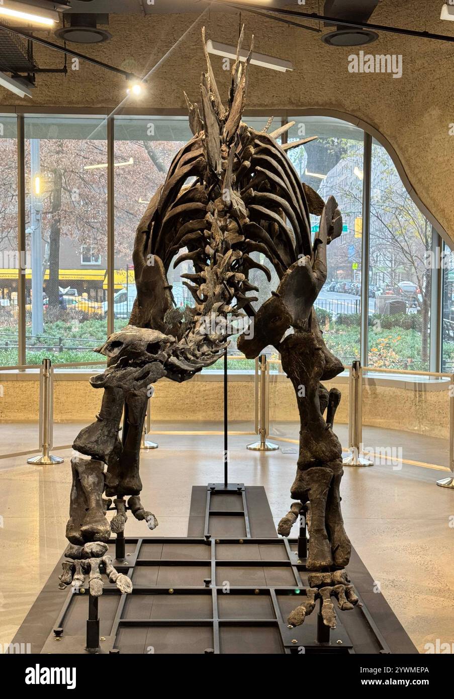New York, New York, USA. 10th Dec, 2024. A view of the Apex Stegosaurus ...
