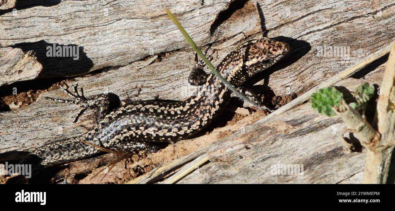 Ragged Snake-eyed Skink (Cryptoblepharus pannosus Stock Photo - Alamy
