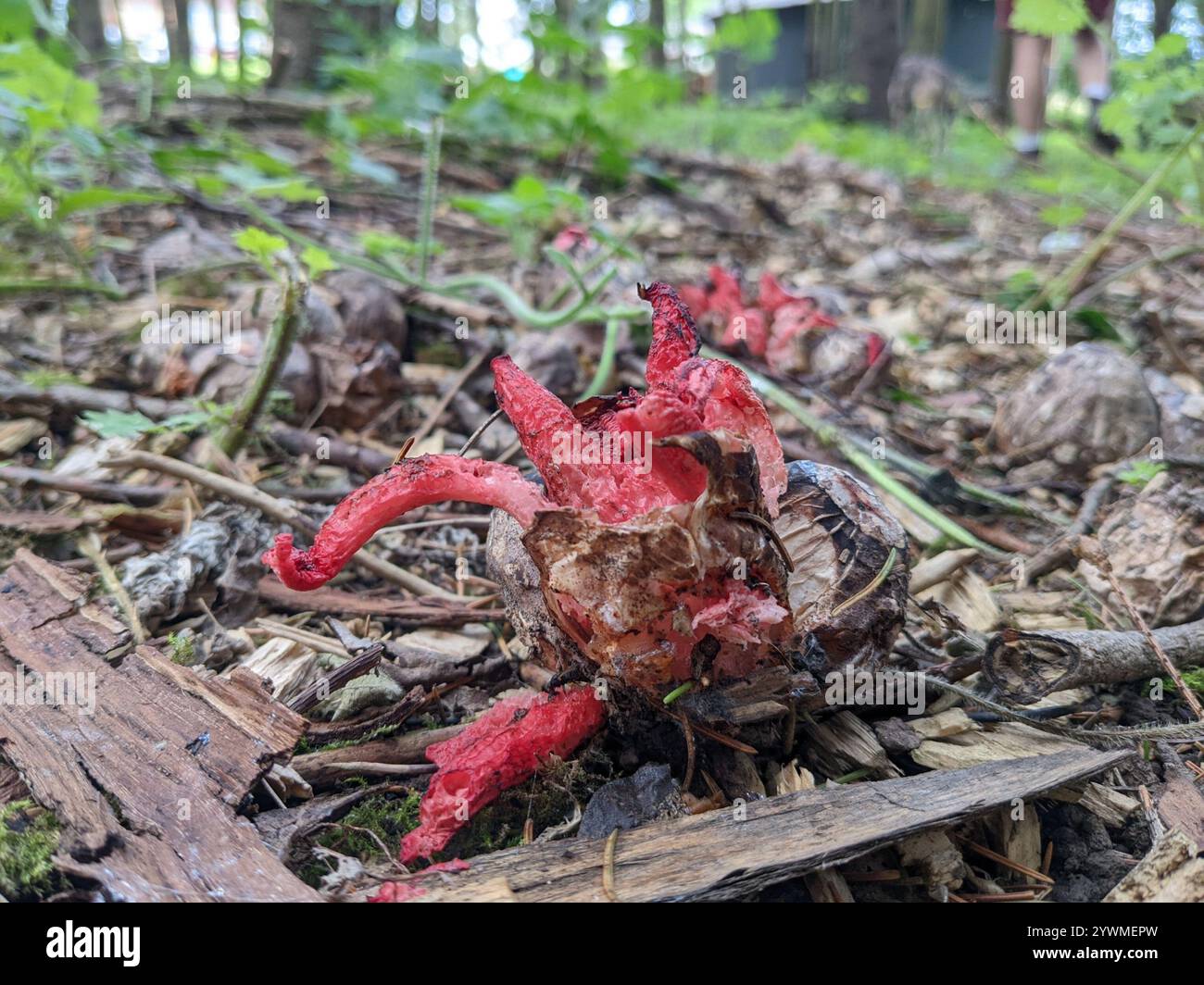 devil's-fingers (Clathrus archeri Stock Photo - Alamy