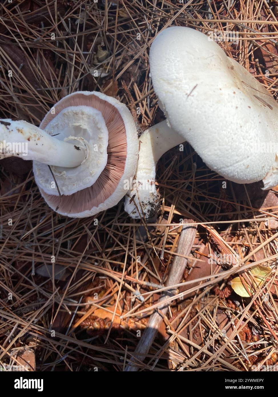 California Agaricus (Agaricus californicus Stock Photo - Alamy