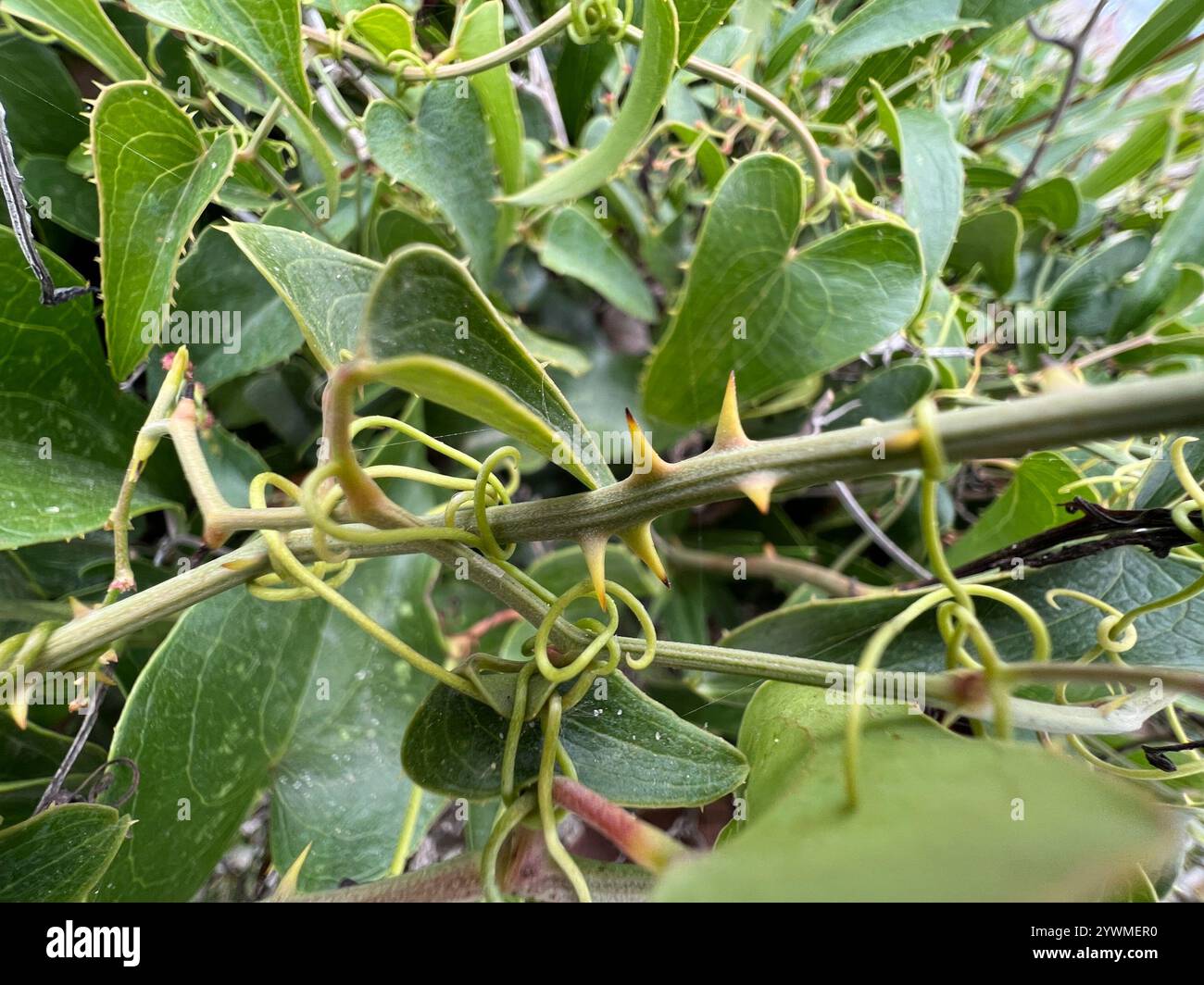 Rough Bindweed (Smilax aspera Stock Photo - Alamy