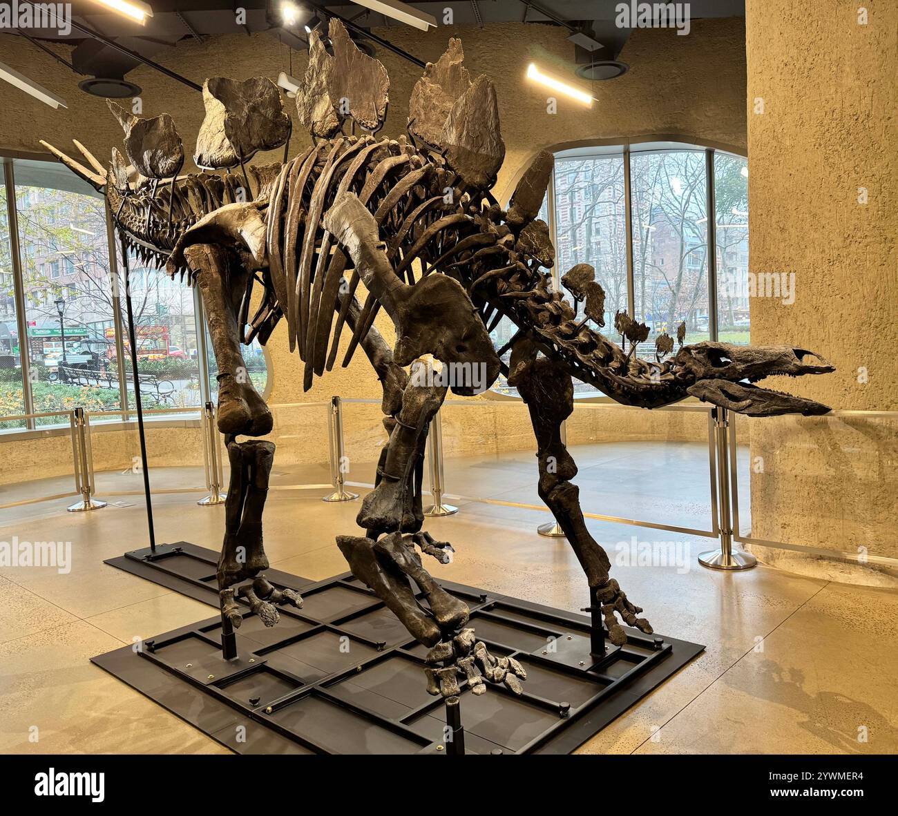 New York, New York, USA. 10th Dec, 2024. A view of the Apex Stegosaurus ...