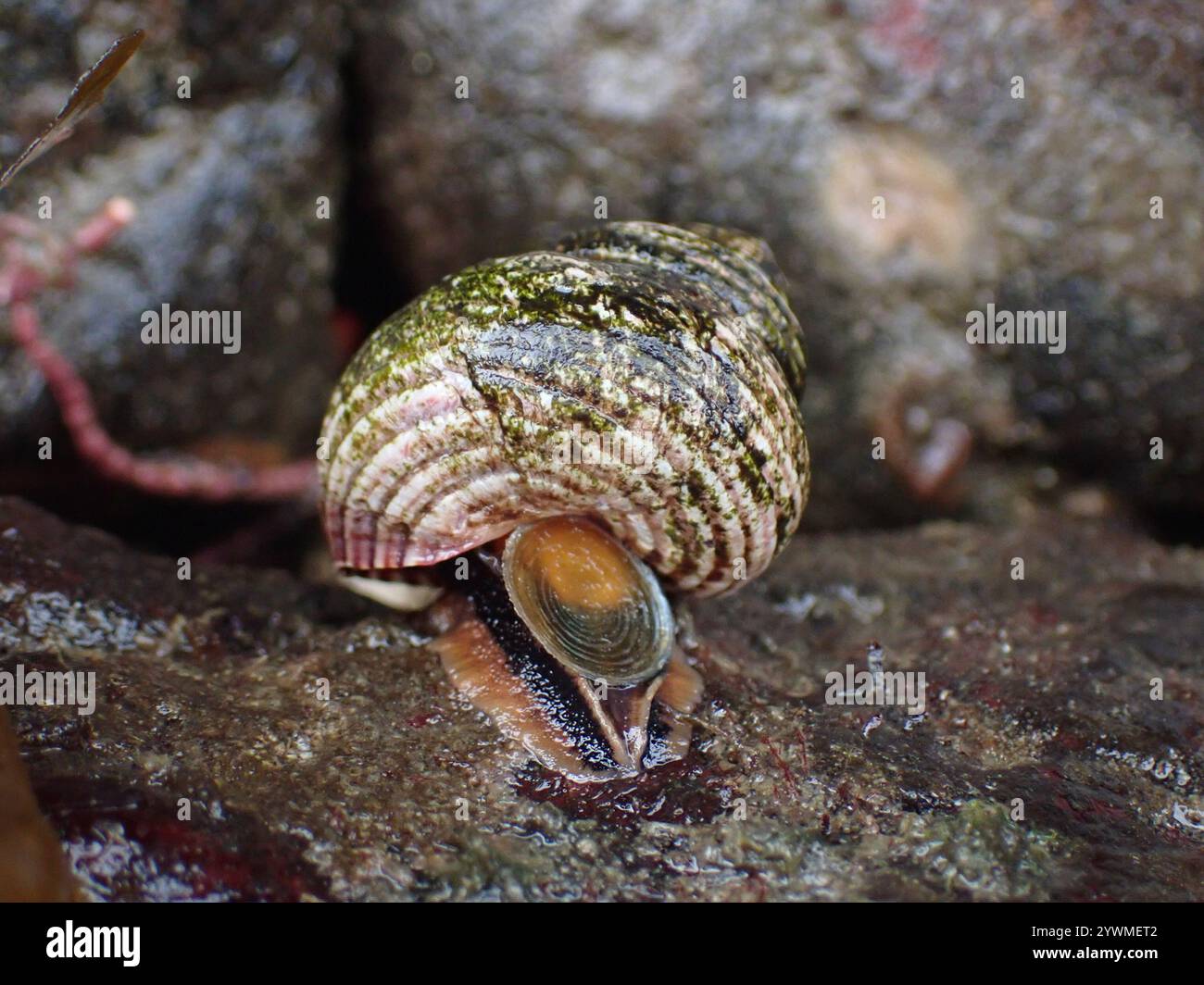 Blue-Ringed Top Snail (Calliostoma ligatum Stock Photo - Alamy