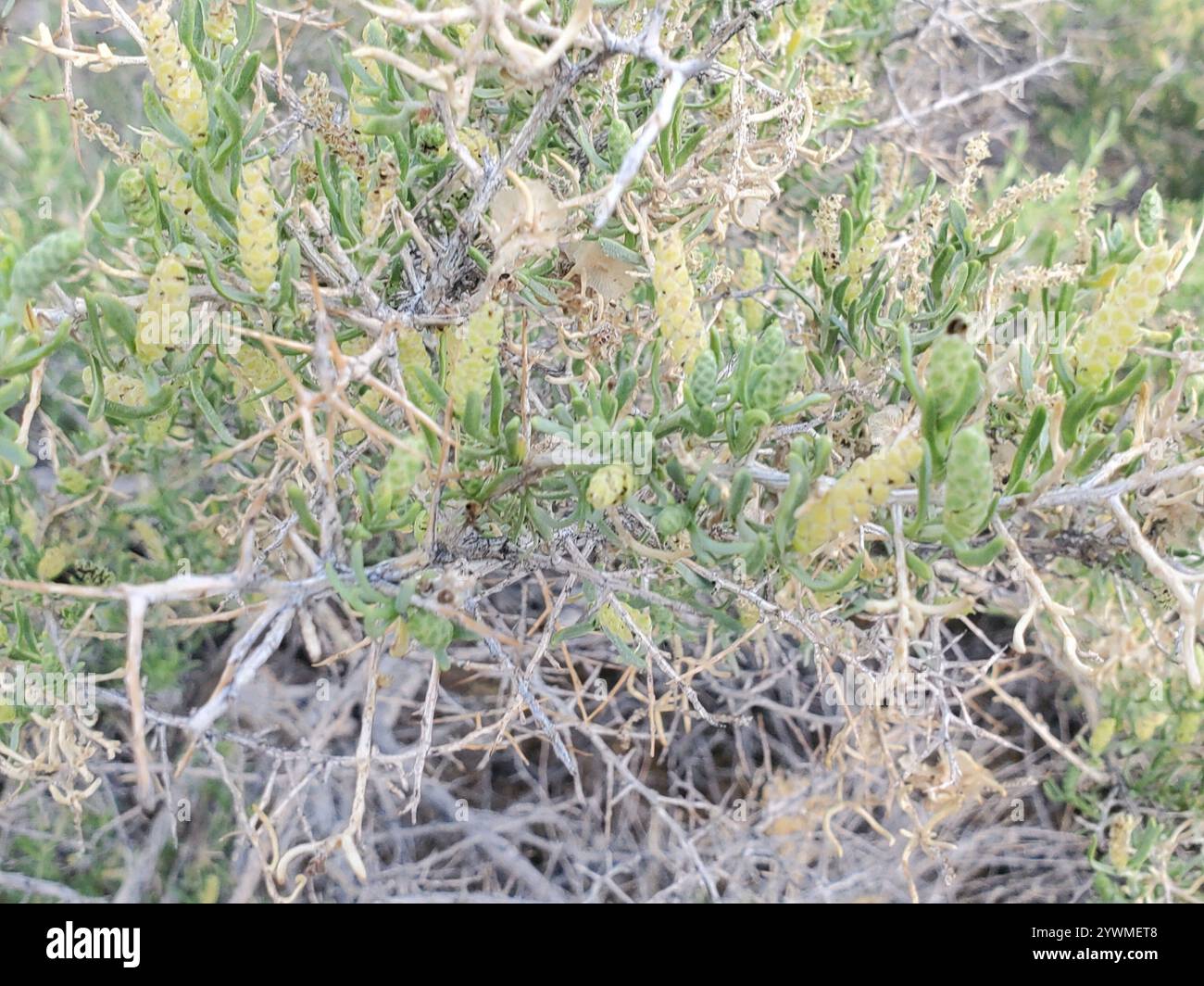 Sarcobatus vermiculatus hi-res stock photography and images - Alamy