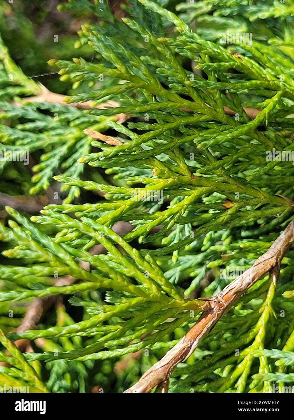 Rocky Mountain Juniper (Juniperus scopulorum Stock Photo - Alamy