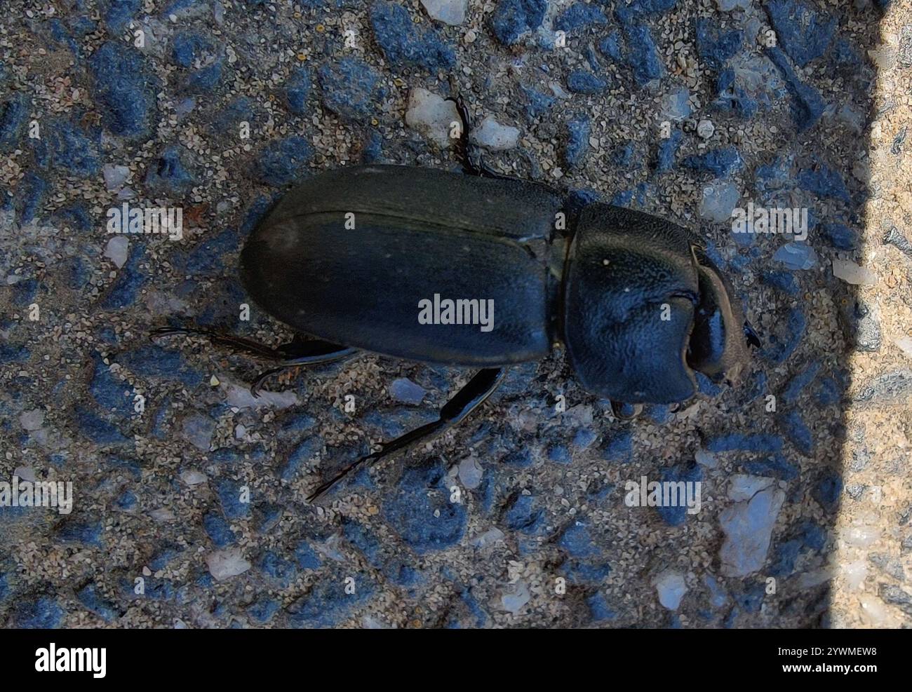 Lesser Stag Beetle (Dorcus parallelipipedus Stock Photo - Alamy