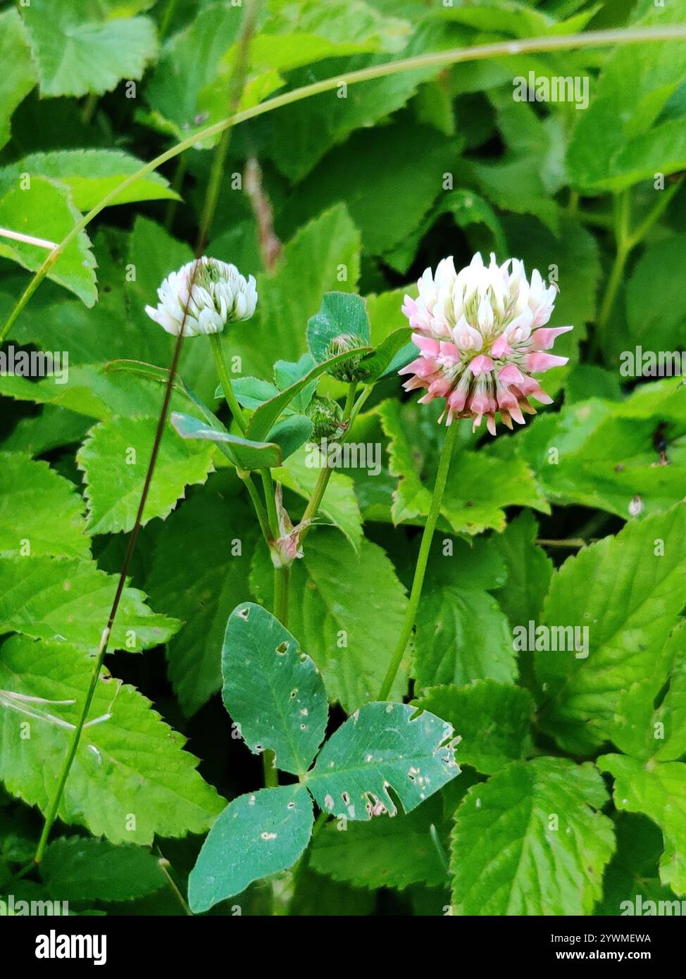 Alsike clover (Trifolium hybridum Stock Photo - Alamy