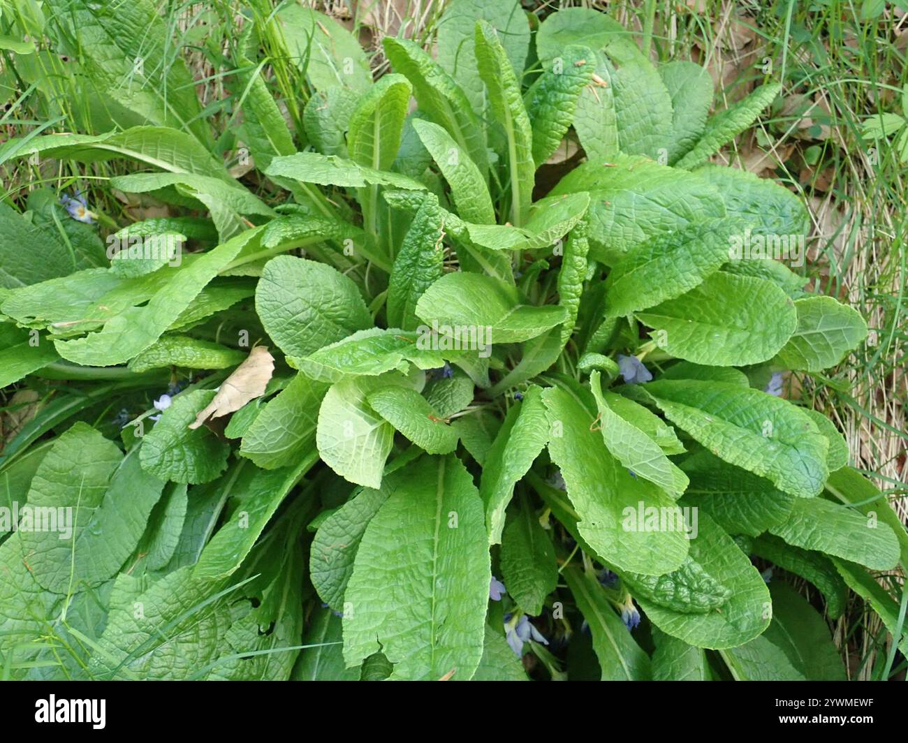 (Primula vulgaris rubra Stock Photo - Alamy