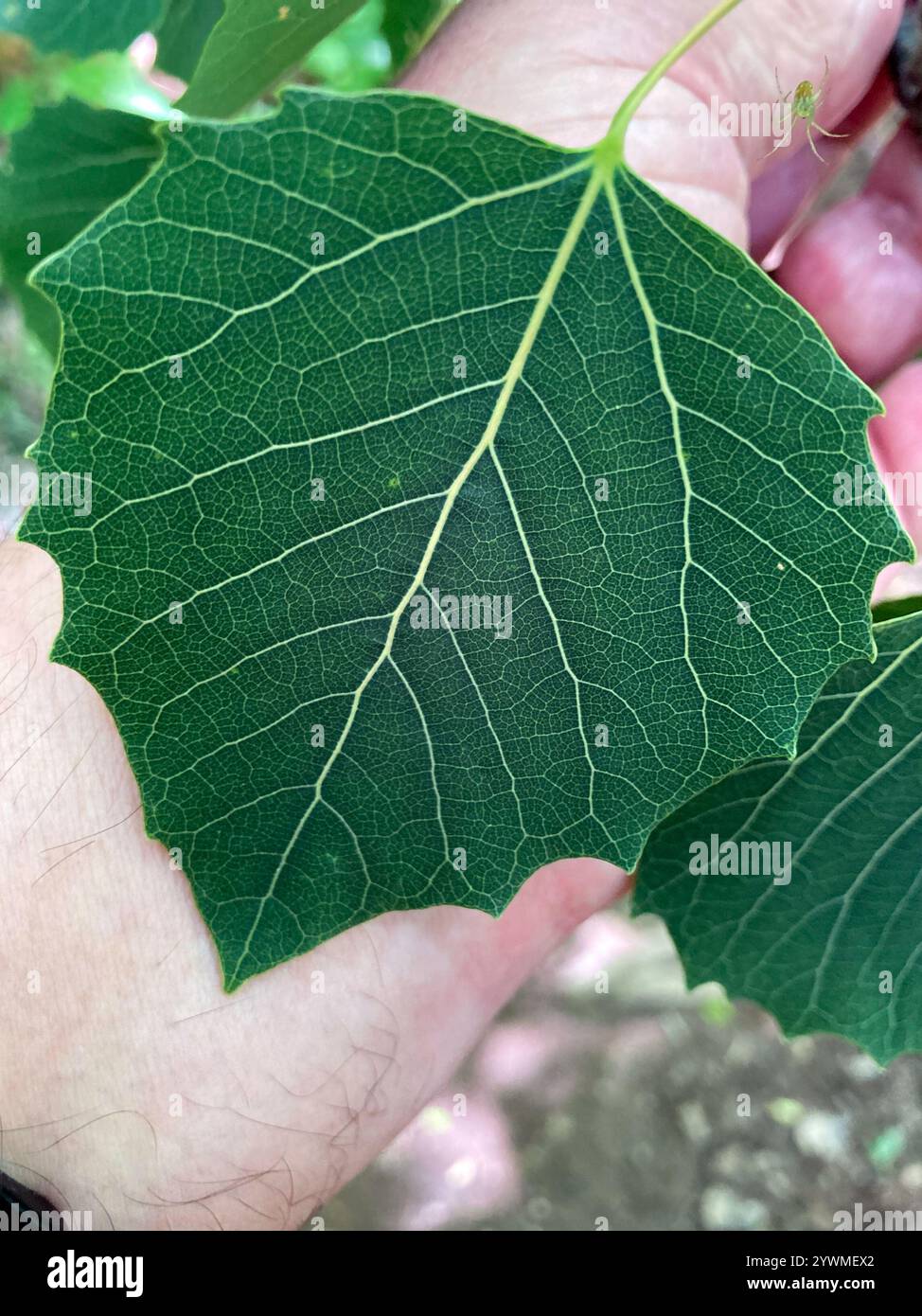 bigtooth aspen (Populus grandidentata Stock Photo - Alamy