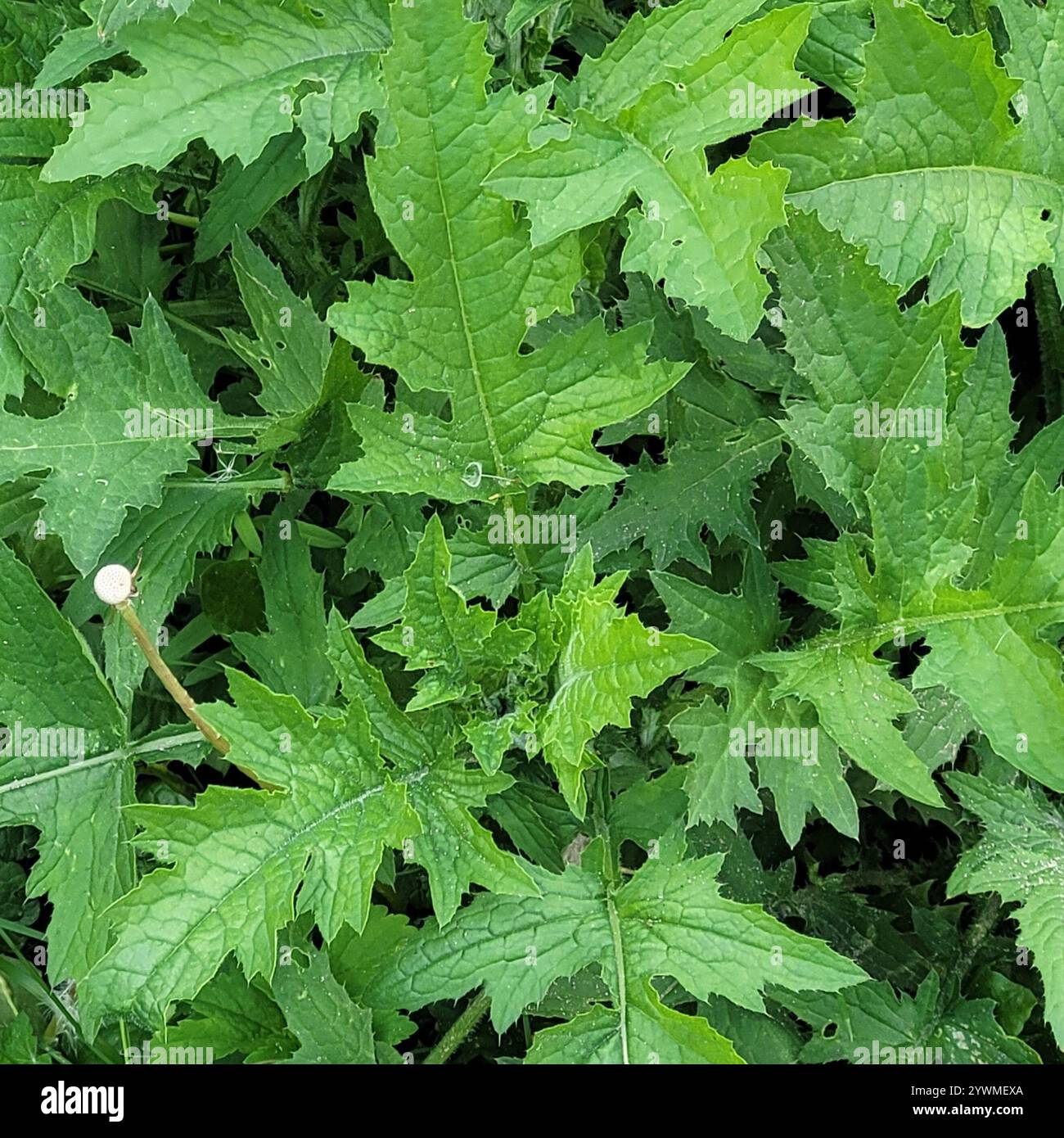 Welted Thistle (Carduus crispus Stock Photo - Alamy