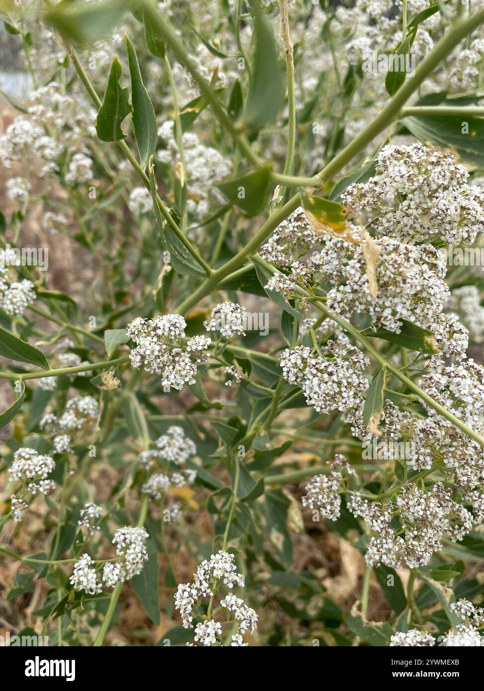 broadleaved pepperweed (Lepidium latifolium Stock Photo - Alamy