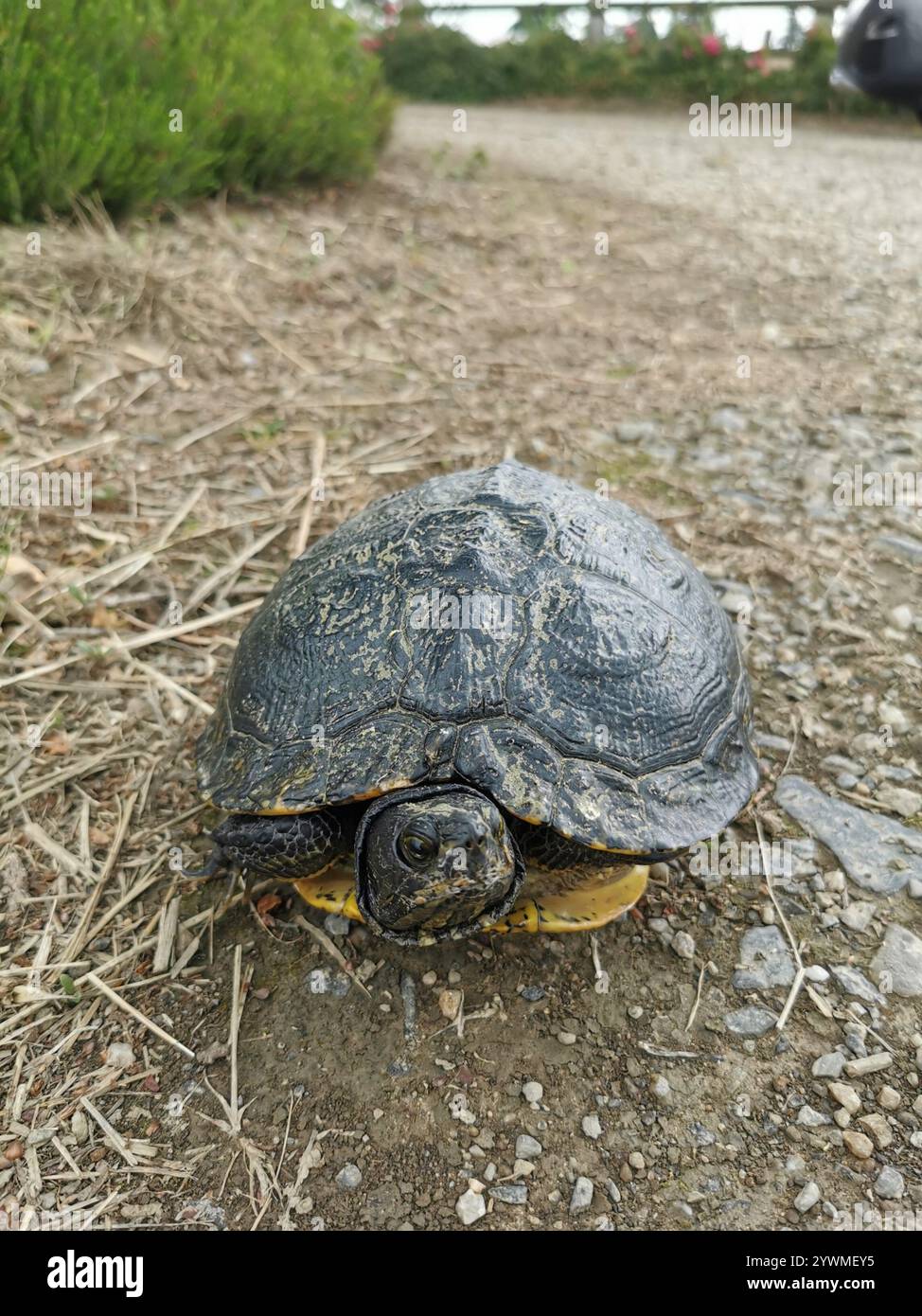 Yellow-bellied Slider (Trachemys scripta scripta Stock Photo - Alamy