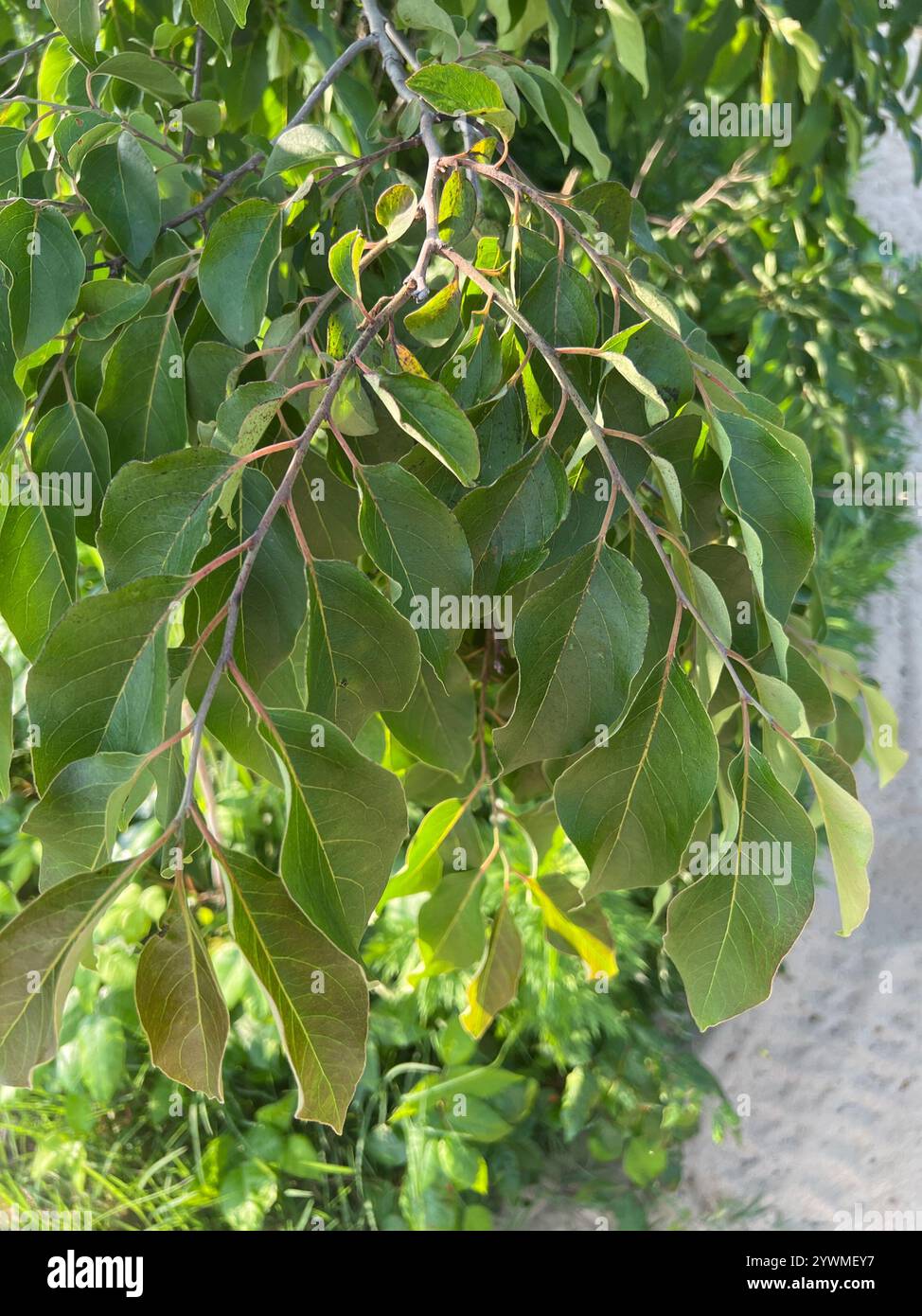 American plum (Prunus americana Stock Photo - Alamy