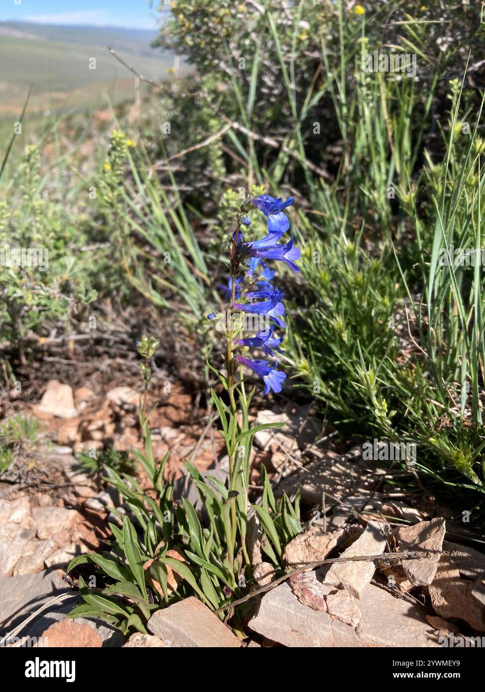 Low Beardtongue (Penstemon humilis Stock Photo - Alamy