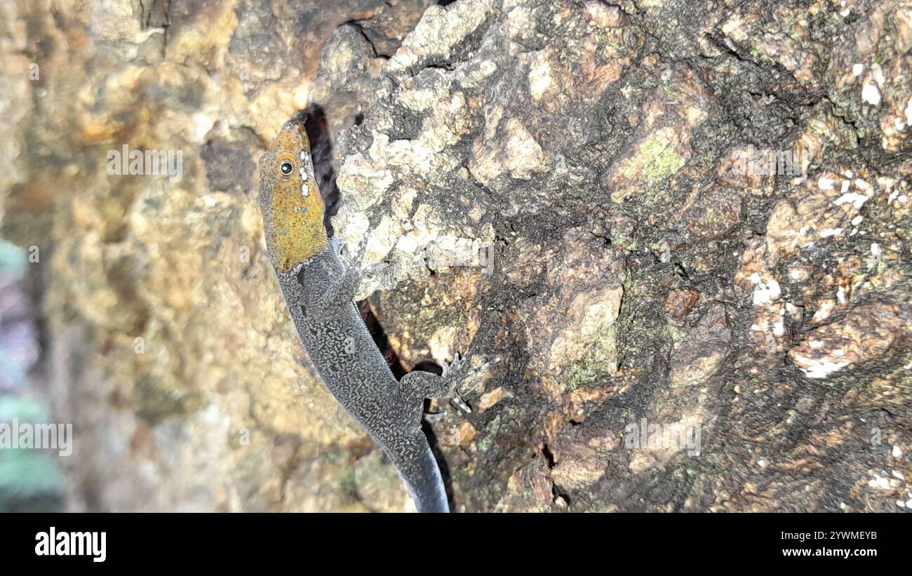 Yellow-headed Gecko (Gonatodes albogularis Stock Photo - Alamy