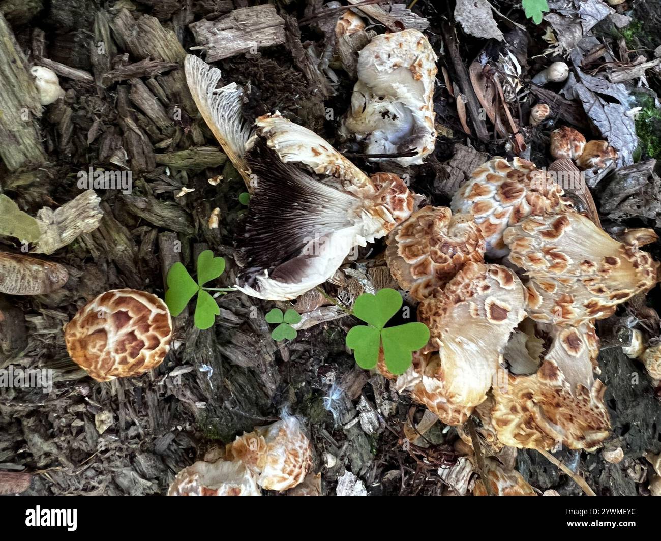 scaly ink cap (Coprinopsis variegata Stock Photo - Alamy
