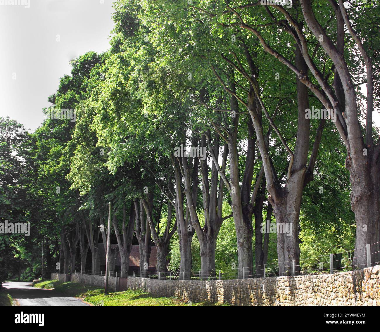 England standing trees greenery hi-res stock photography and images - Alamy