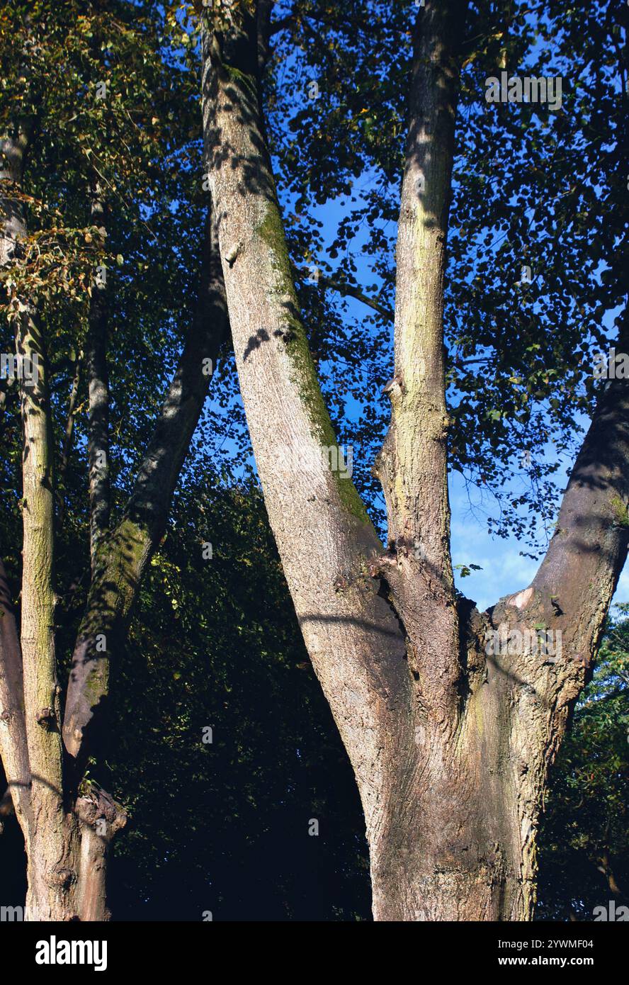 English common lime tree hi-res stock photography and images - Alamy