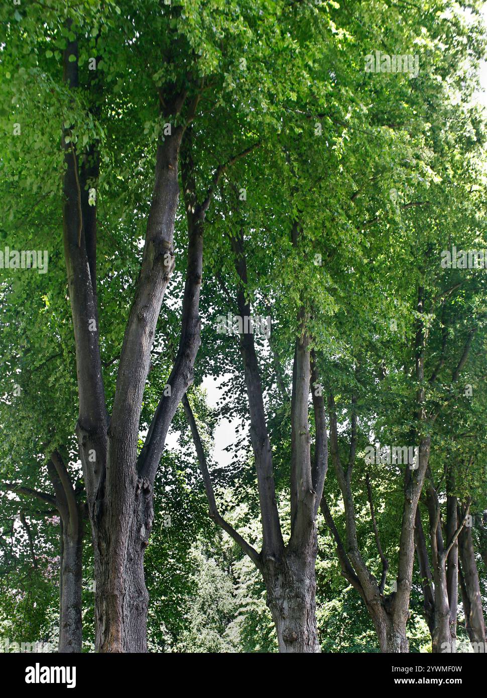 A bank of common Lime trees 'Tiliax europaea' standing tall in a quiet ...