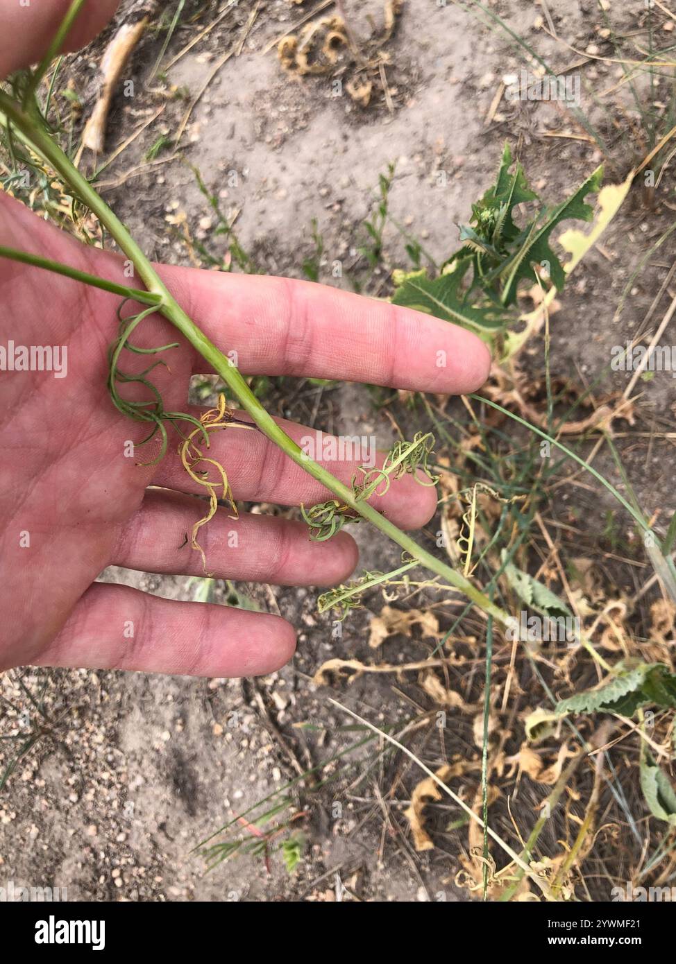 Tall Tumblemustard (Sisymbrium altissimum Stock Photo - Alamy