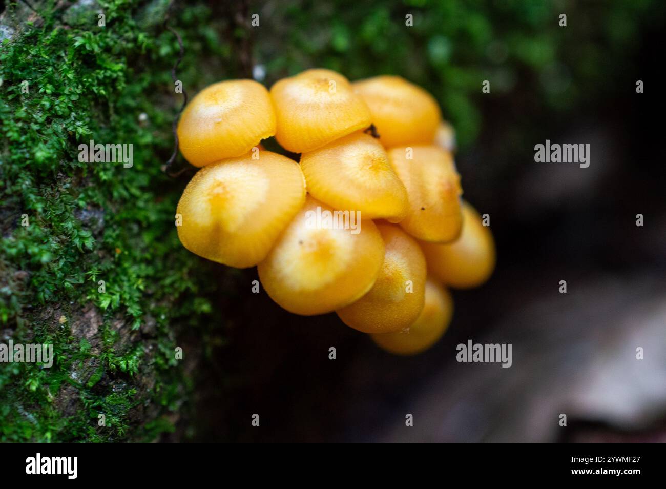 orange mycena (Mycena leaiana Stock Photo - Alamy