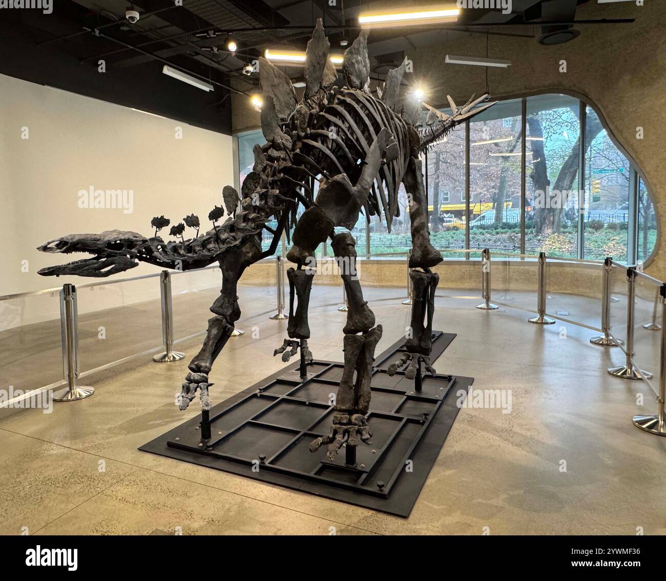 New York, New York, USA. 10th Dec, 2024. A view of the Apex Stegosaurus ...