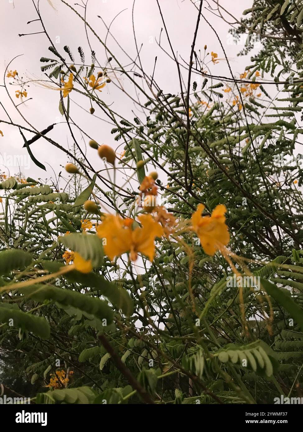 Yellow peacock flower (Caesalpinia pulcherrima flava Stock Photo - Alamy