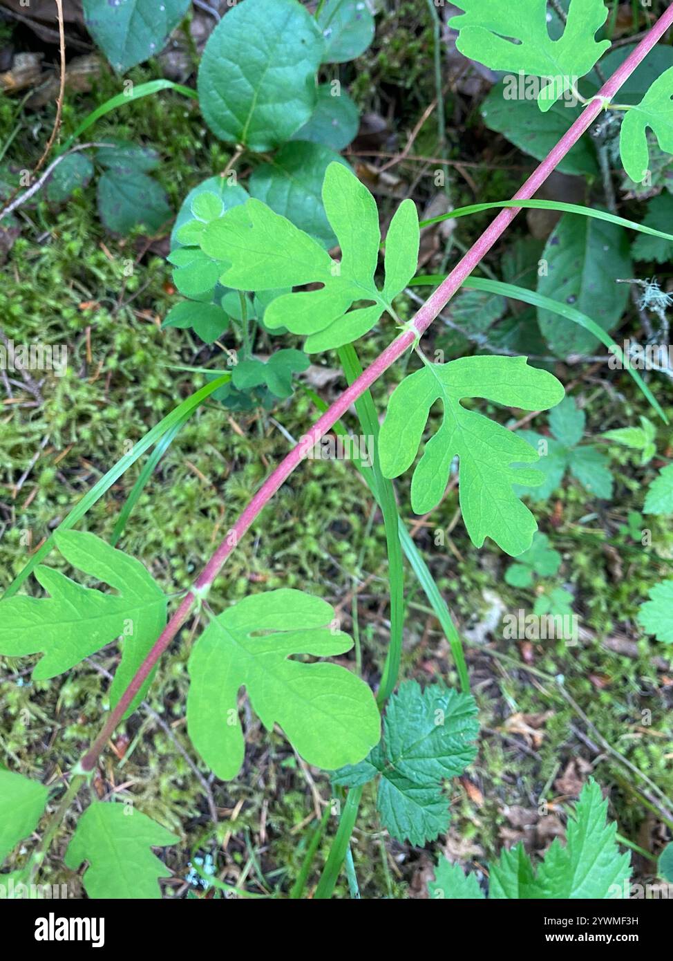 creeping snowberry (Symphoricarpos mollis Stock Photo - Alamy