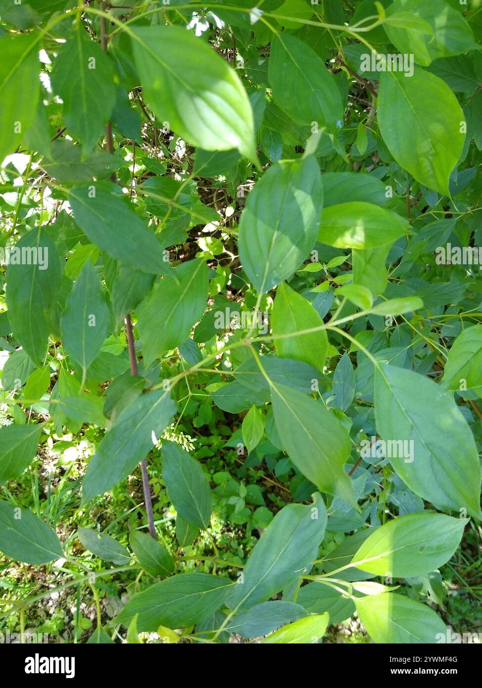 gray dogwood (Cornus racemosa Stock Photo - Alamy