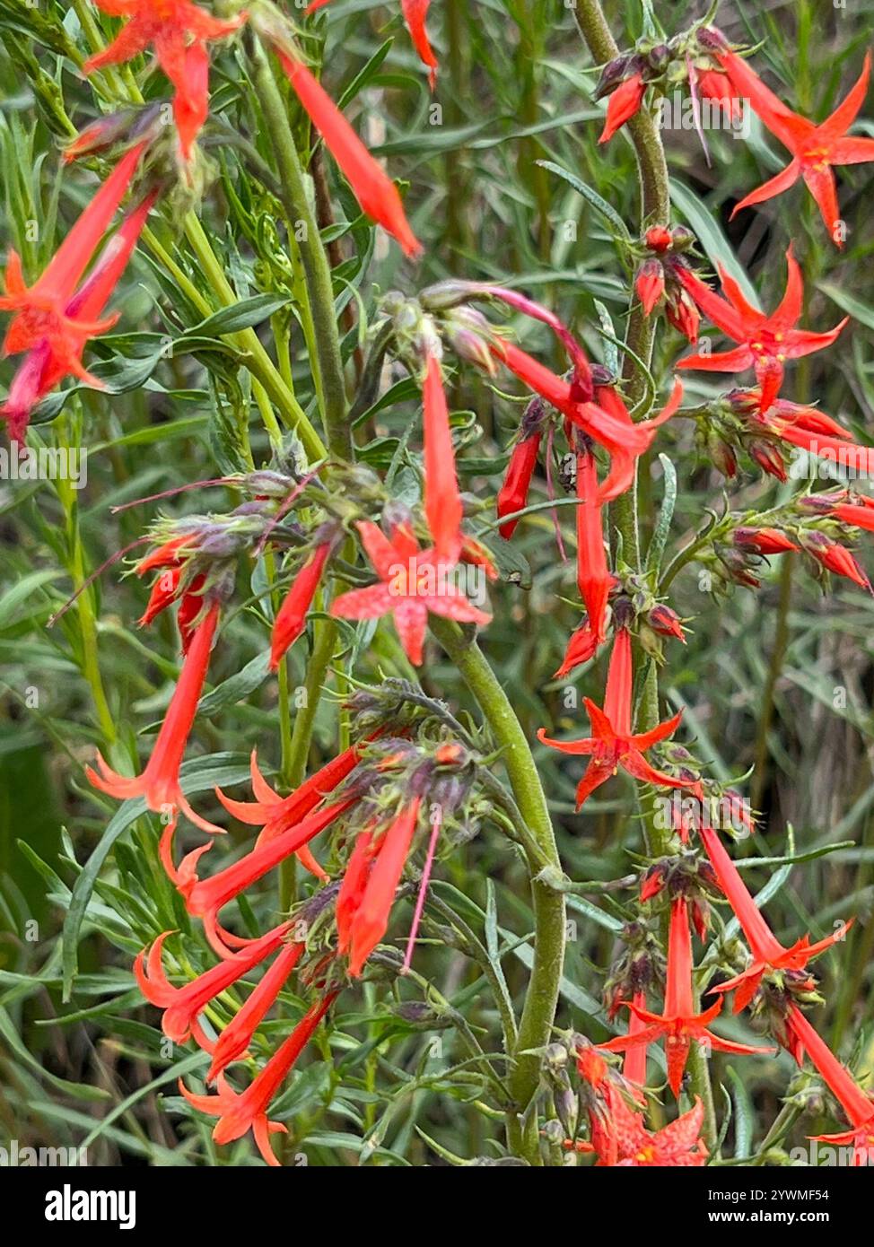 Scarlet Gilia (Ipomopsis aggregata Stock Photo - Alamy