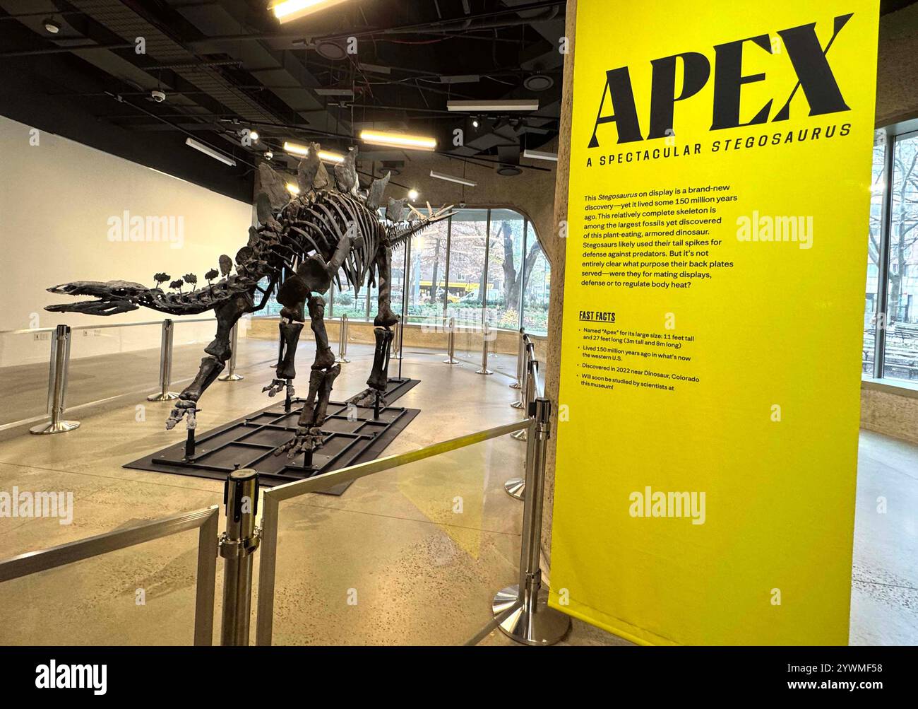 New York, New York, USA. 10th Dec, 2024. A view of the Apex Stegosaurus ...