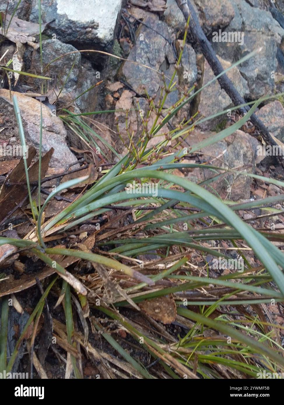 Lomandra grass hi-res stock photography and images - Alamy