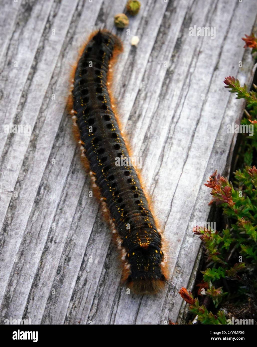 Drinker Moth (Euthrix potatoria Stock Photo - Alamy