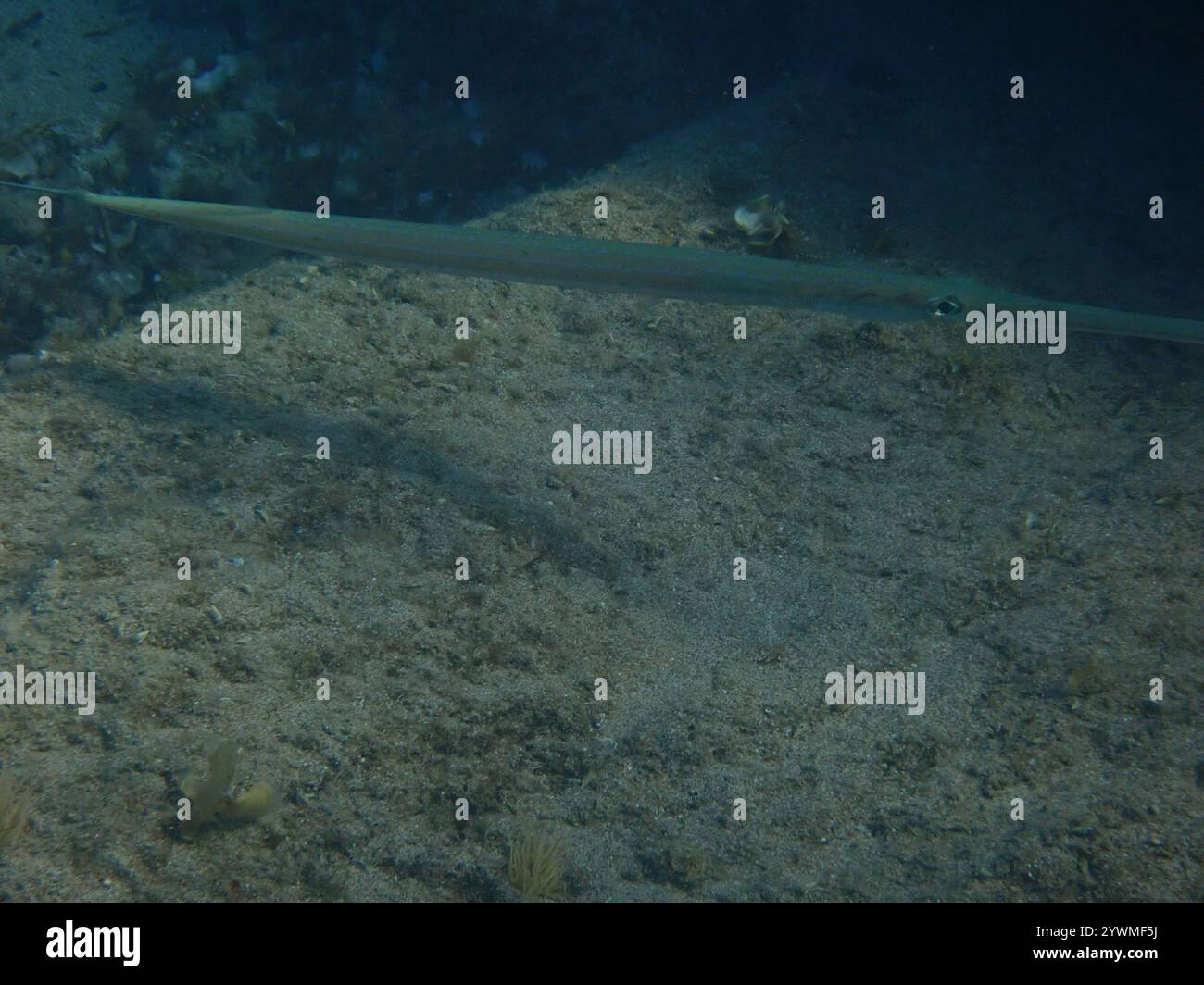 Blue-spotted Cornetfish (Fistularia commersonii Stock Photo - Alamy