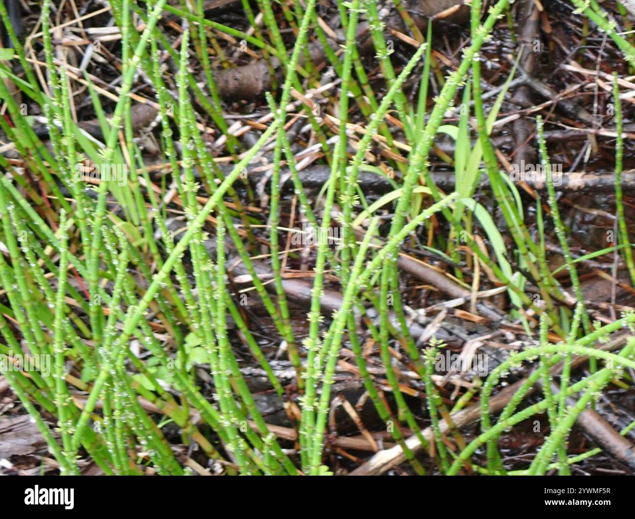 water horsetail (Equisetum fluviatile Stock Photo - Alamy