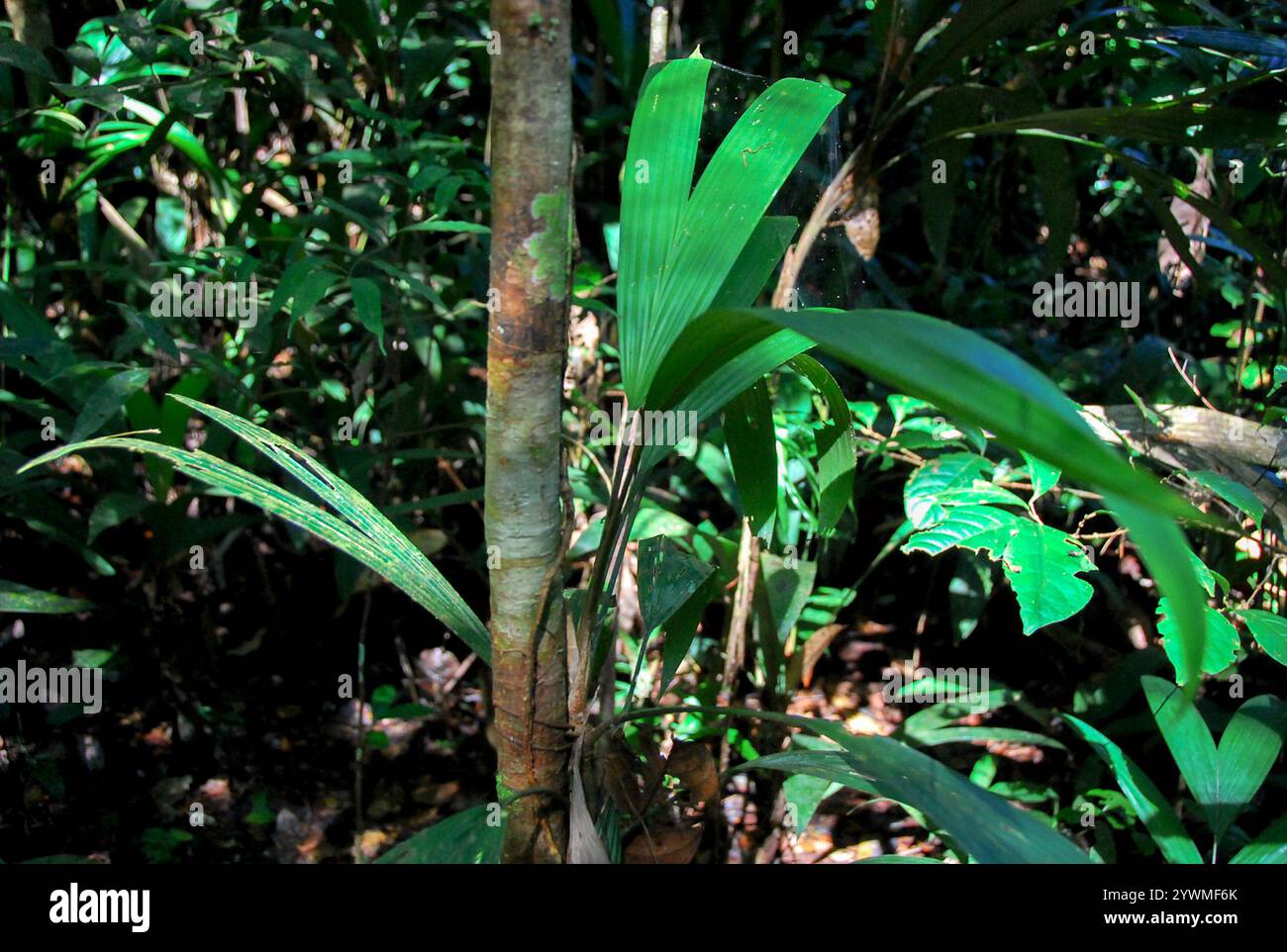 cyclanthus family (Cyclanthaceae Stock Photo - Alamy