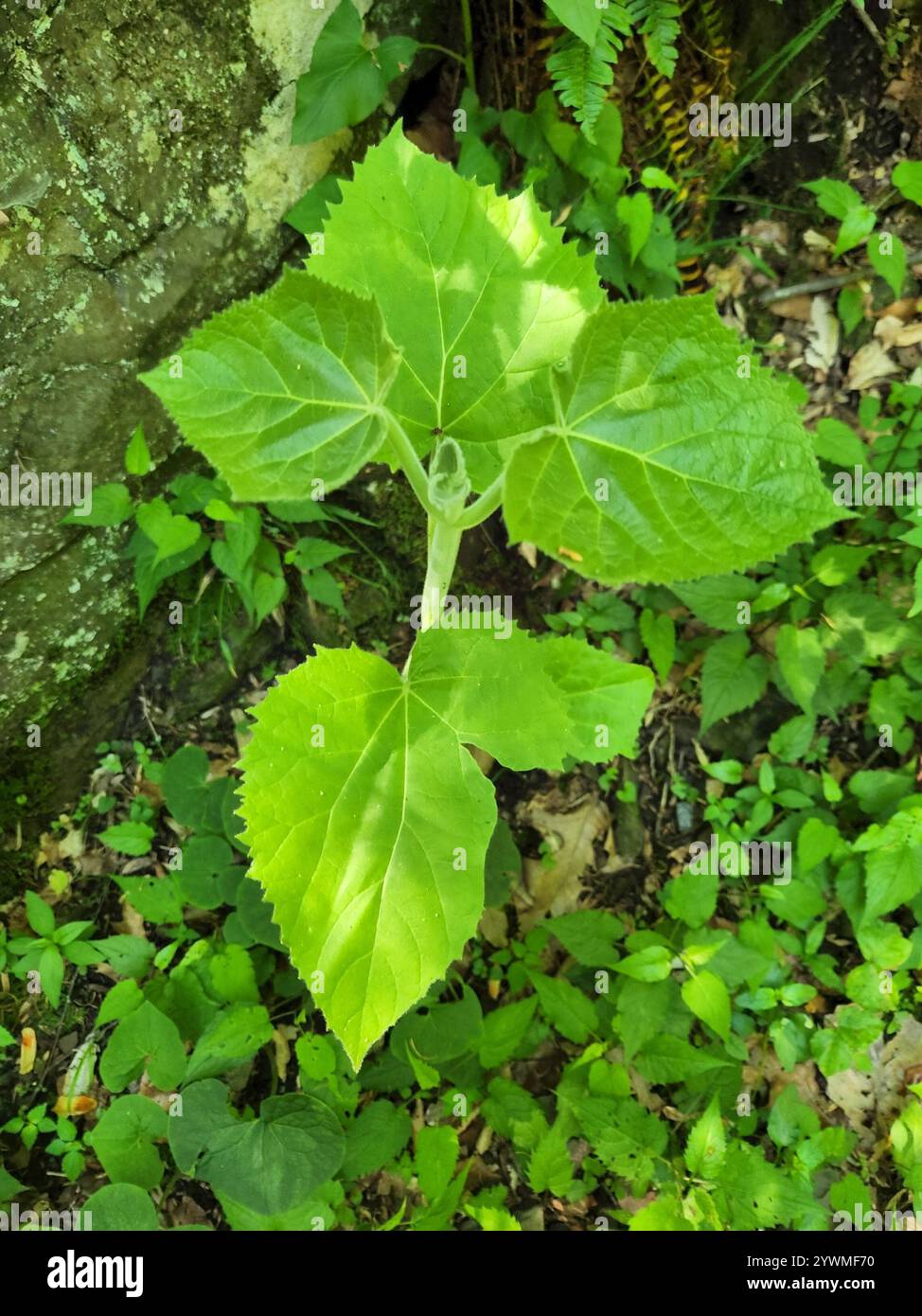 princess tree (Paulownia tomentosa Stock Photo - Alamy