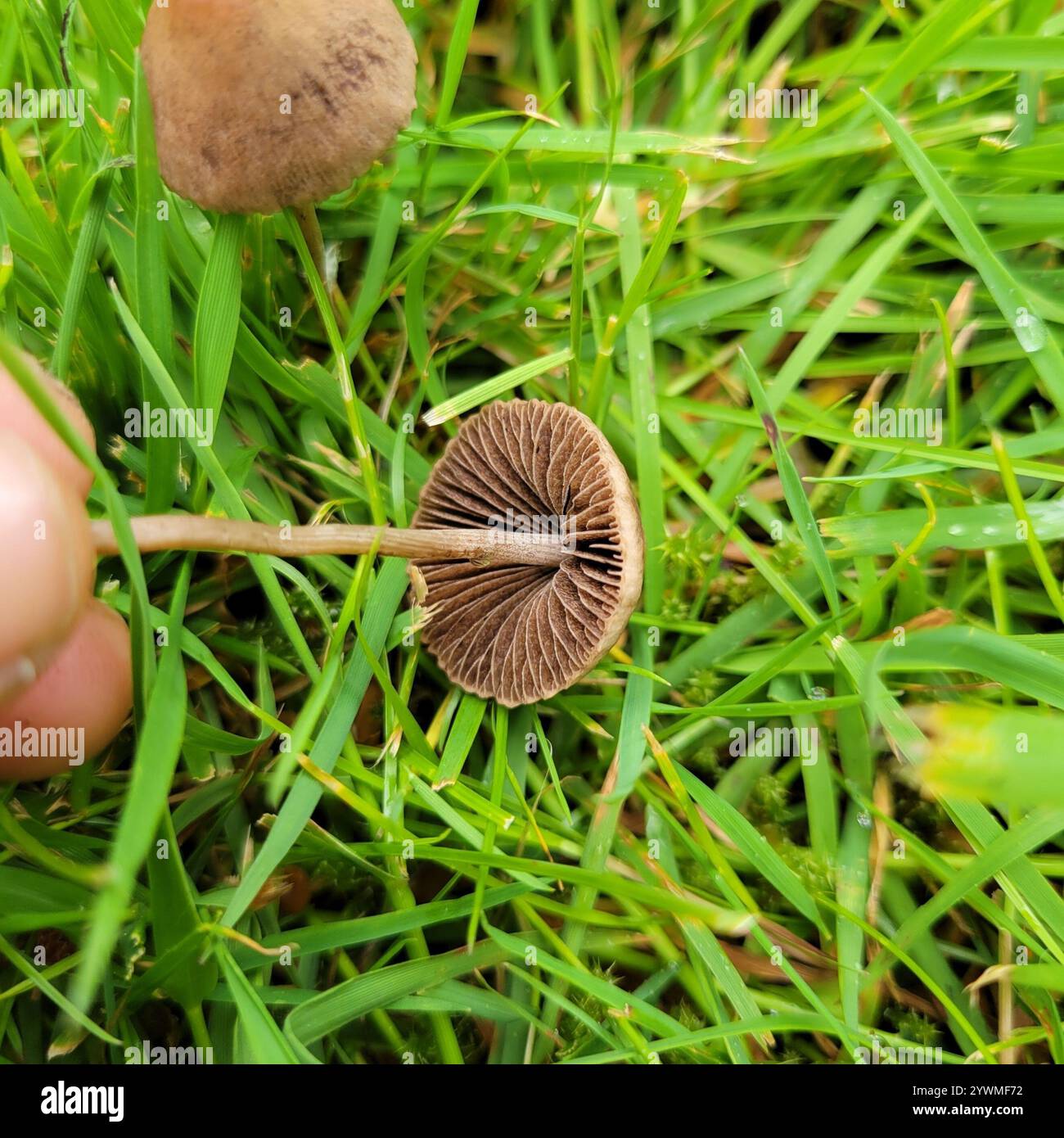 Mowers mushroom panaeolus foenisecii hi-res stock photography and ...