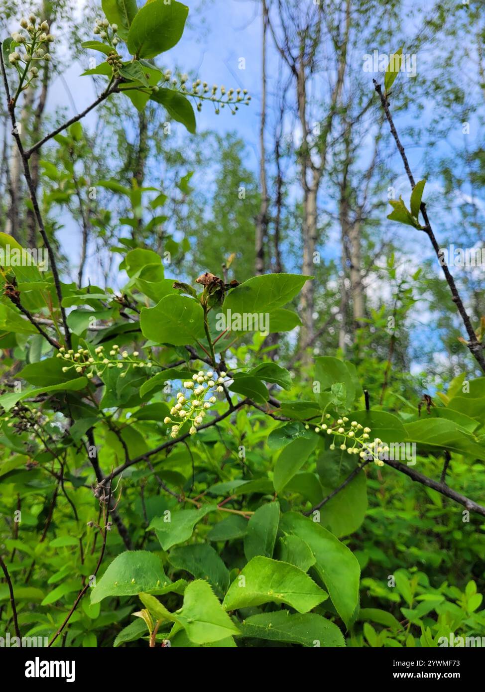 chokecherry (Prunus virginiana Stock Photo - Alamy